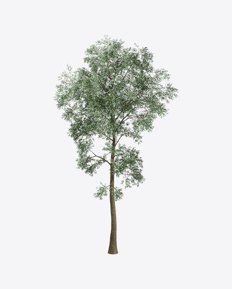 Ash Tree PNG Image