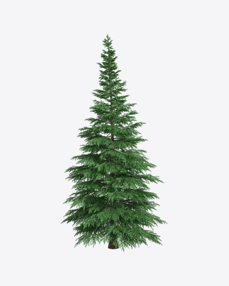 Spruce Tree PNG Image