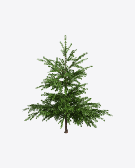 Young Spruce Tree PNG Image