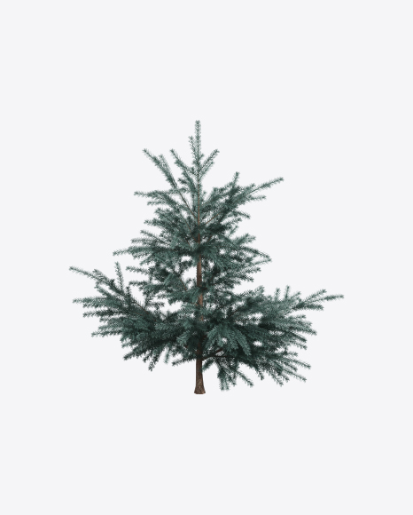 Young Spruce Tree PNG Image