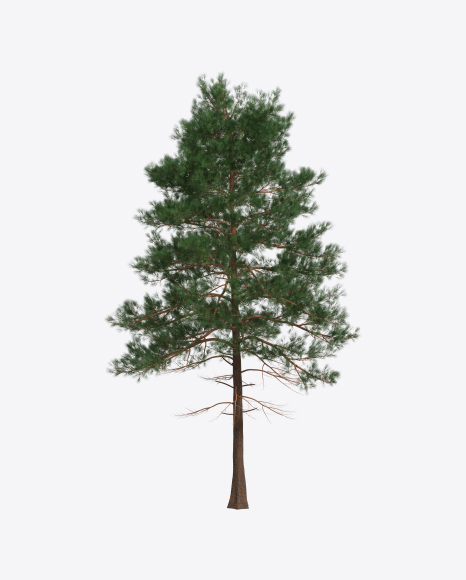 Pine Tree PNG Image