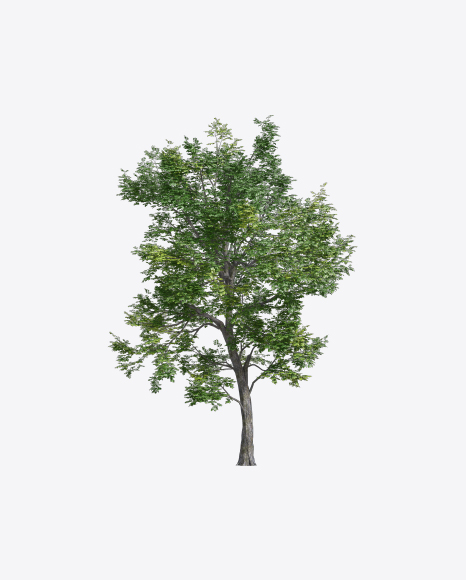 Elm Tree PNG Image