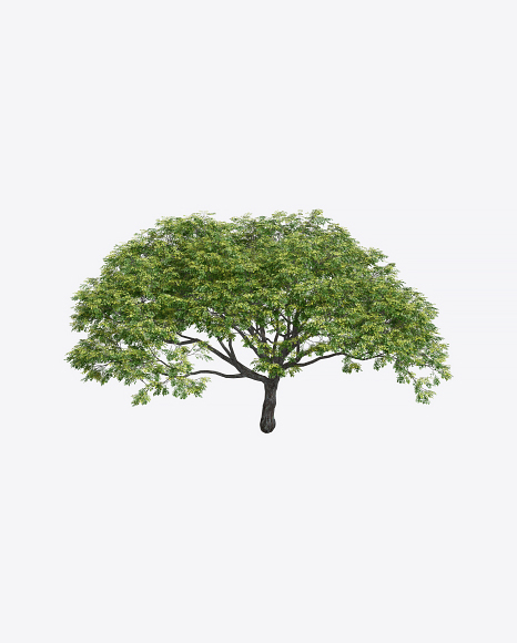 Acacia Tree PNG Image