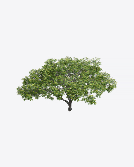 Acacia Tree PNG Image