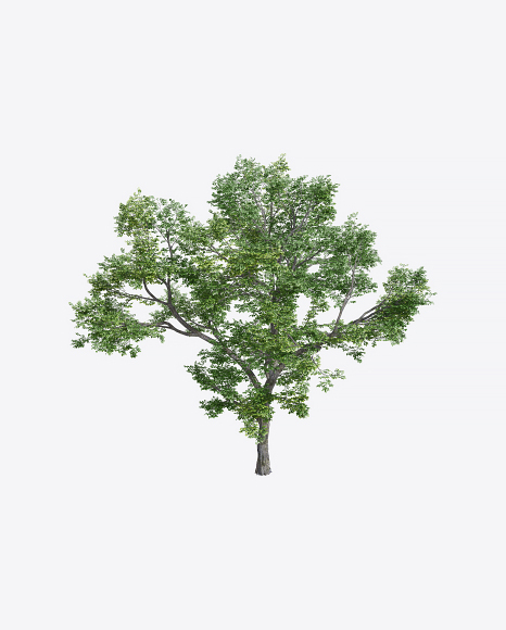 Elm Tree PNG Image