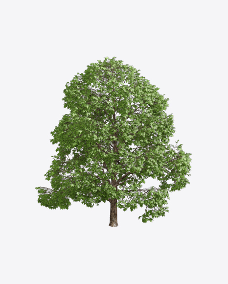 Maple Tree PNG Image