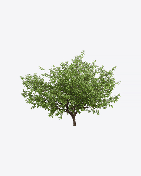 Apple Tree PNG Image