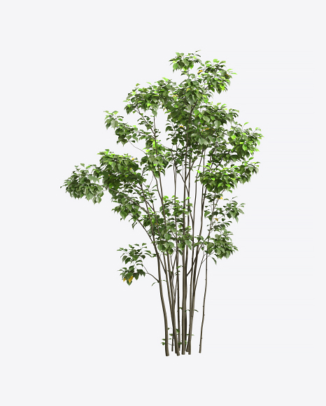 Young Hazel Tree PNG Image