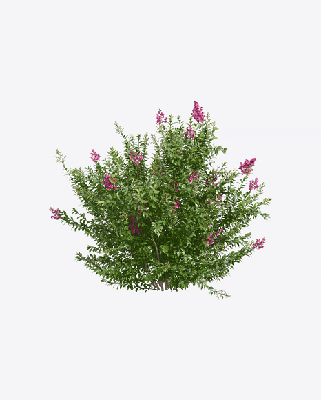 Myrtle Tree PNG Image